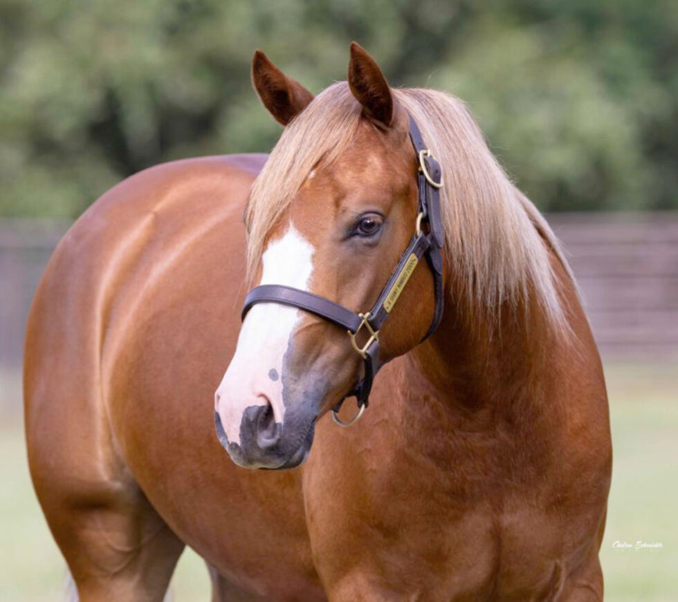 CS Guns N Whizards | CS Ranch